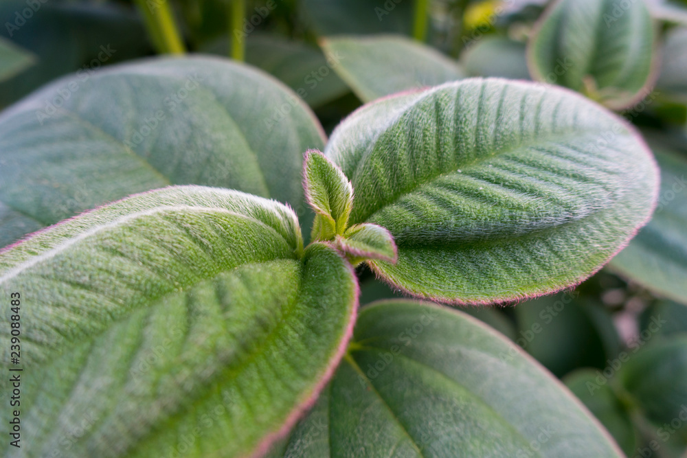 grandiflora tibouchina a hairy leaf plant that make a large leaf ...