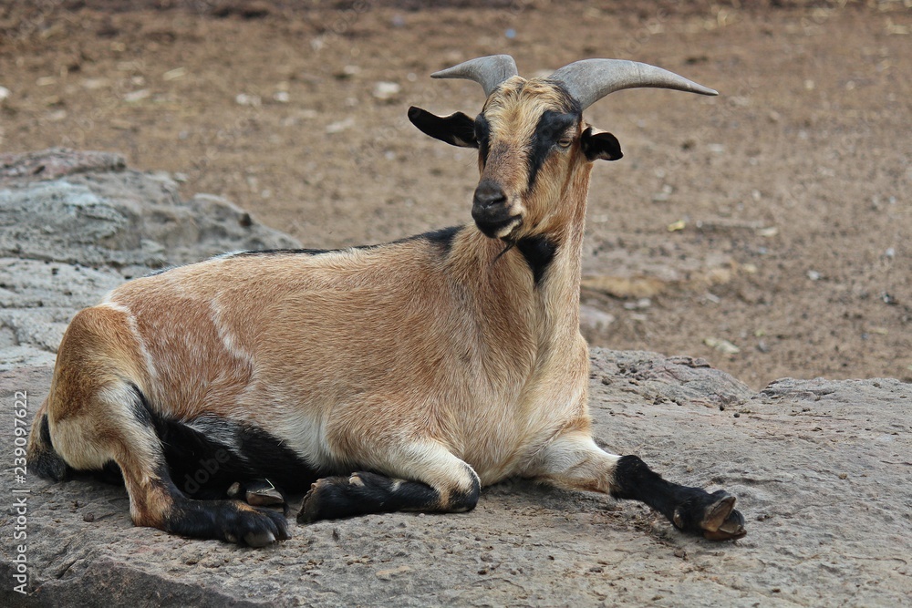 Animal, keep it for the conservation and for people to see, it is in ...