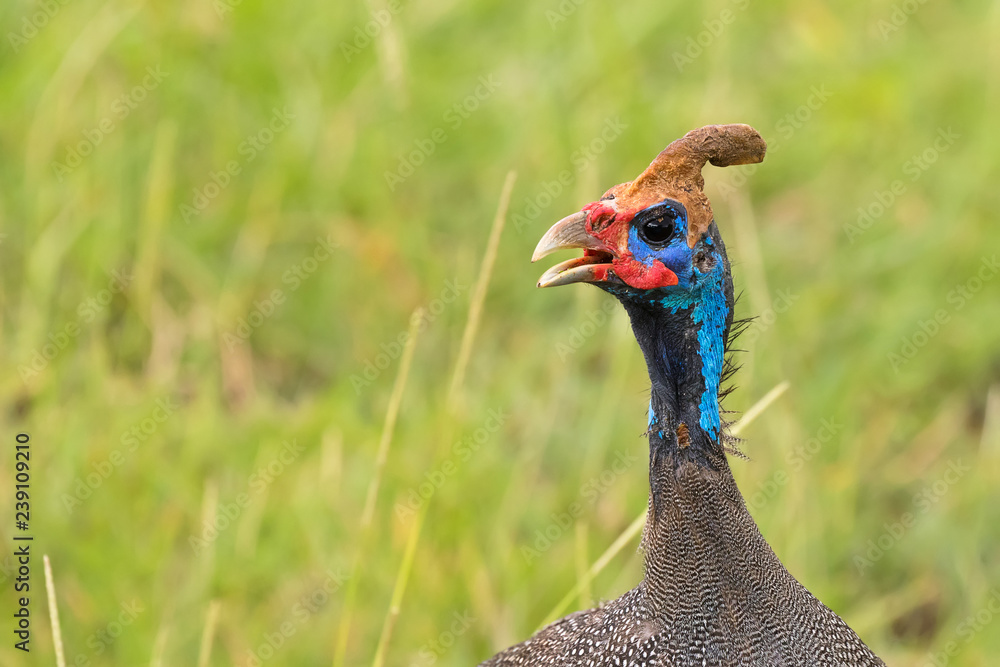 African Guinea Fowl
