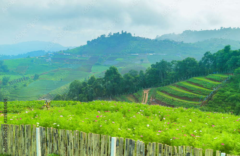 Mountain agriculture field. Vegetable plantation scene in Mon Cham a ...