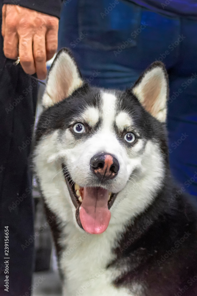 Husky Laughing