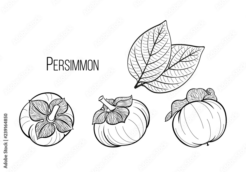 Persimmon set, black graphic drawing with three fruits and leaves of a ...