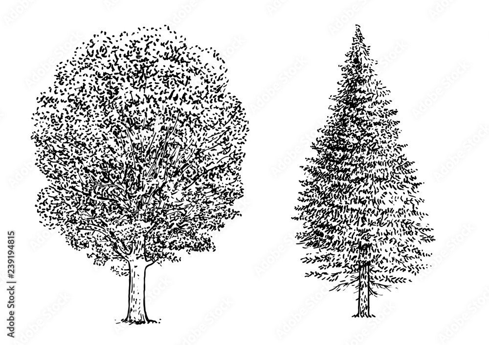 Ink Drawings Of Pine Trees