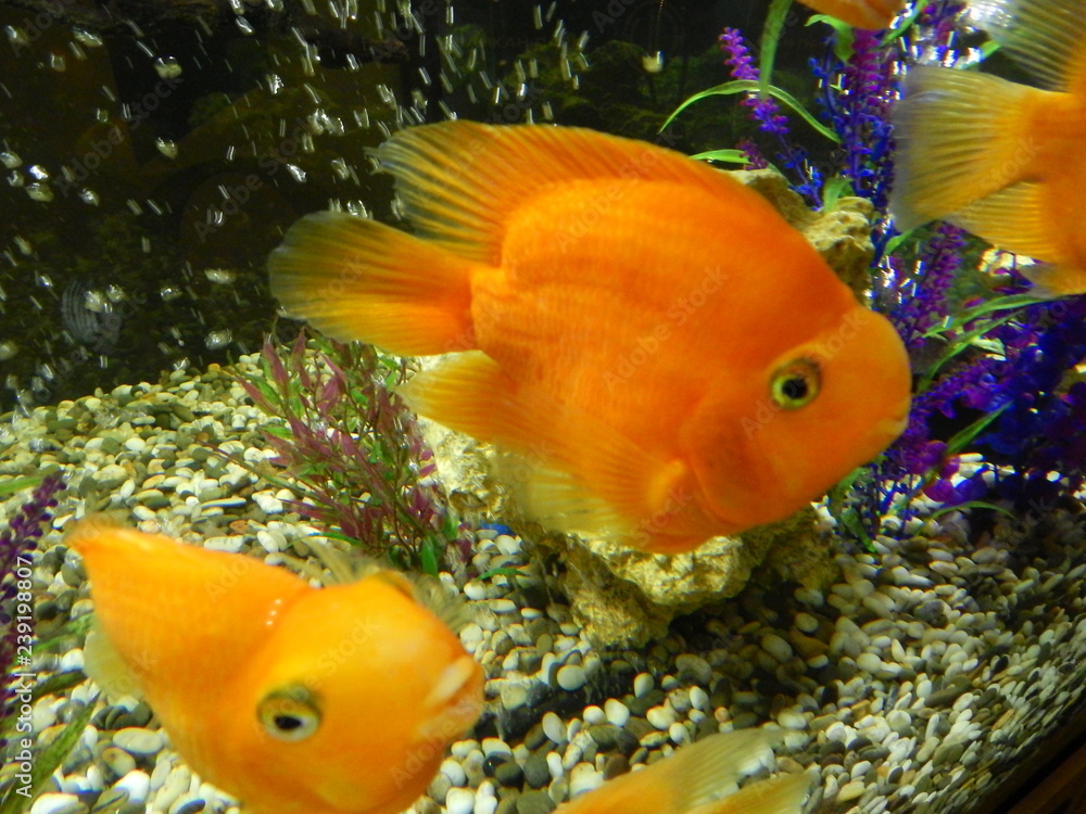 Goldfish swim in a beautiful aquarium with purple algae Stock Photo ...