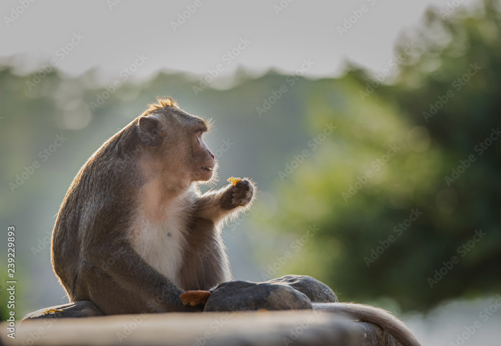 Homeless monkeys live by tourist attractions. Stock Photo | Adobe Stock