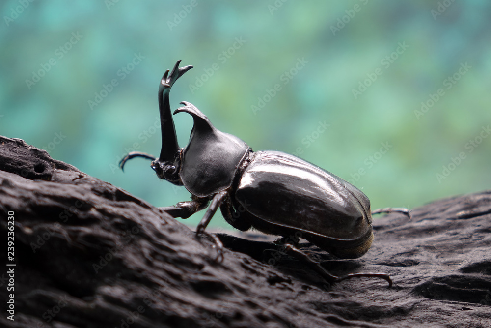 Beetles : Japanese rhinoceros beetle (Allomyrina dichotoma) or Japanese ...