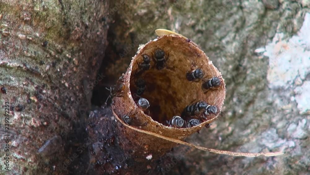 Stingless bees, Also Known as meliponines, build a beeswax tube that is ...