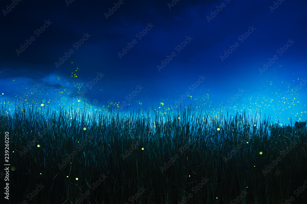 Grassy Field At Night