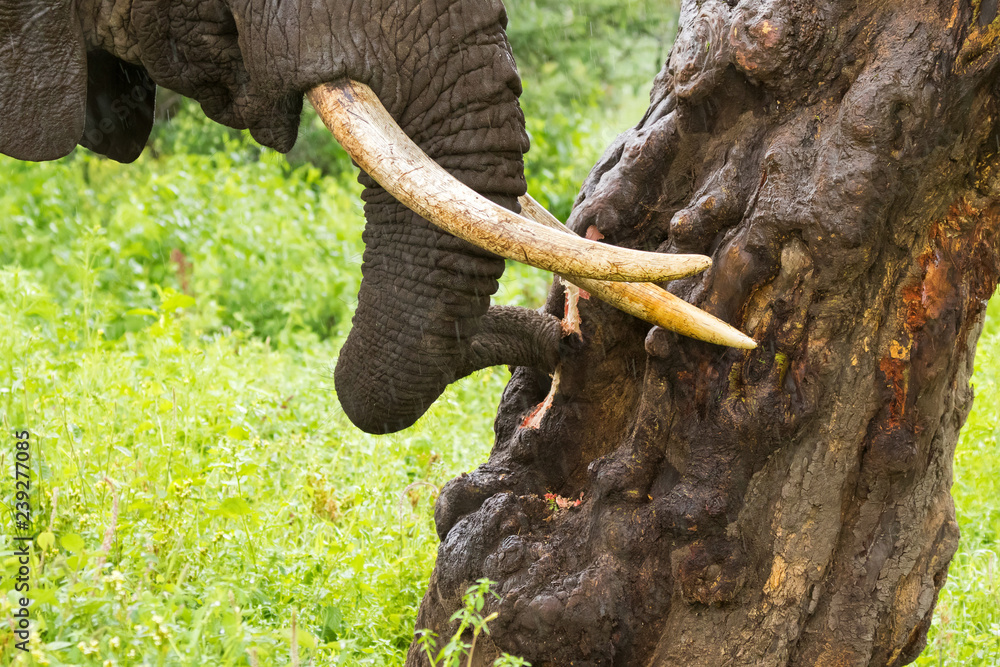 African elephant pulling eating yellow barked Acacia, fever tree at ...