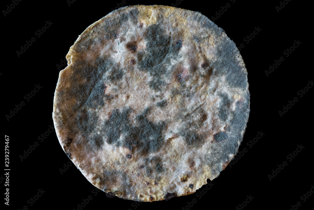 Rotten Chapati - Indian whole wheat flat bread texture Stock Photo ...