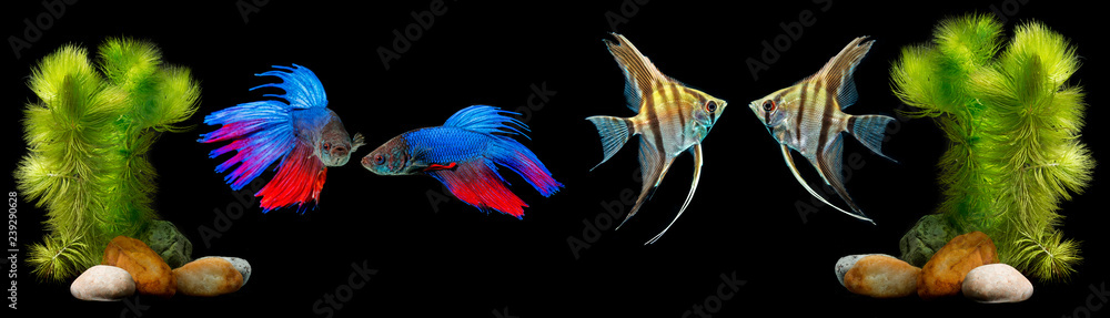 Betta splendens - siamese fighting fish and Angelfish (Pterophyllum ...