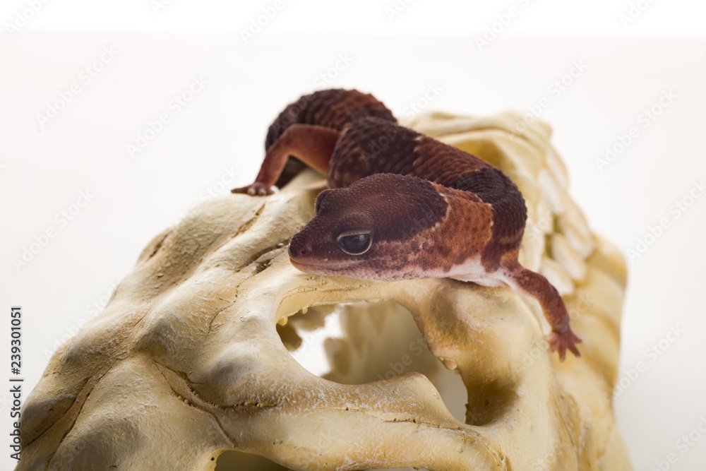 geco con sfondo bianco Stock Photo | Adobe Stock