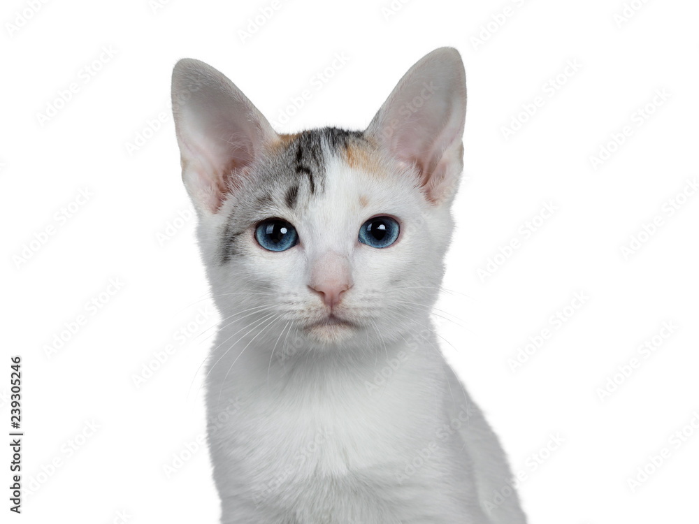 Japanese Bobtail Kitten