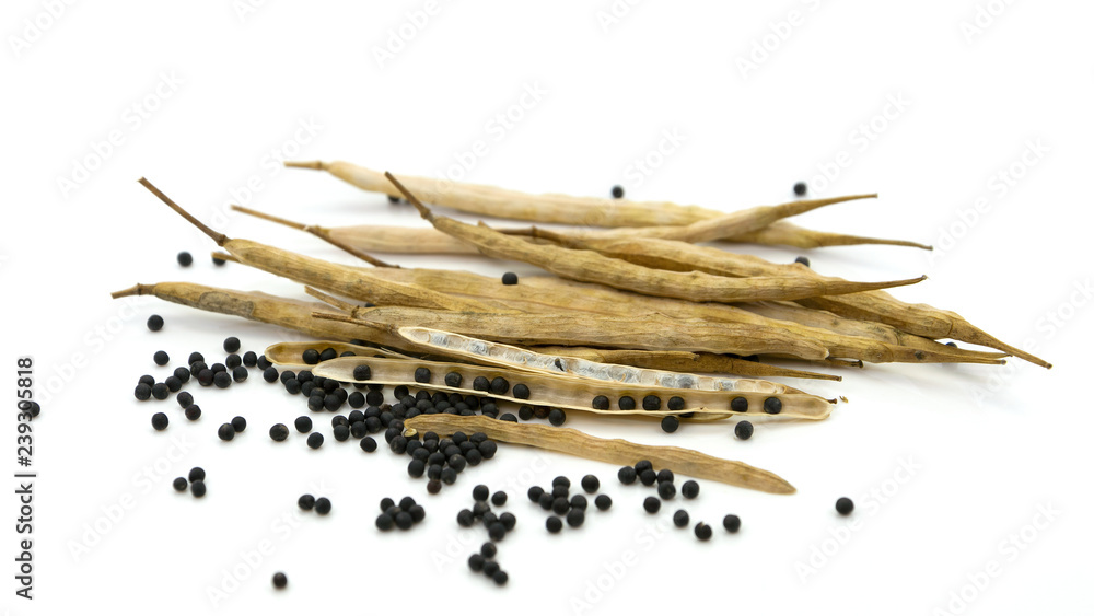 Reifer Raps, Brassica napus, vor weißem Hintergrund Stock Photo | Adobe ...