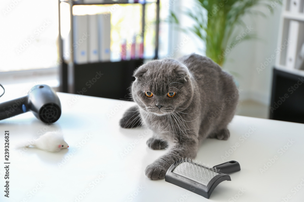 Cute cat in grooming salon 素材庫相片 | Adobe Stock