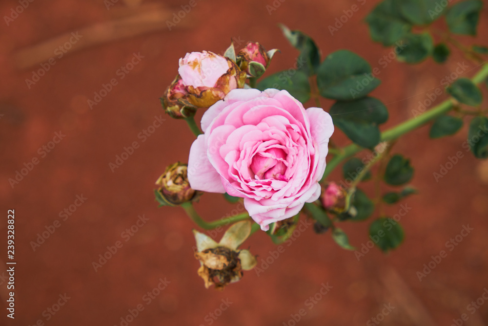 Big one pink rose and small beside with soft blur background in red ...