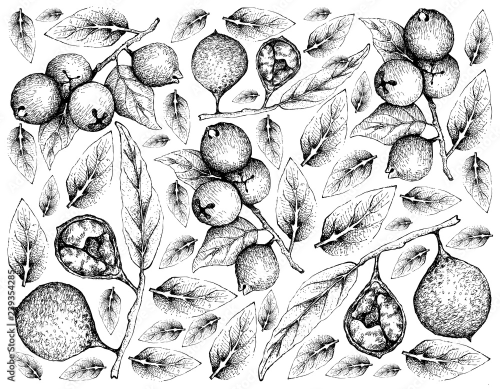 Tropical Fruits, Illustration Wallpaper of Hand Drawn Sketch Fresh Ivru ...