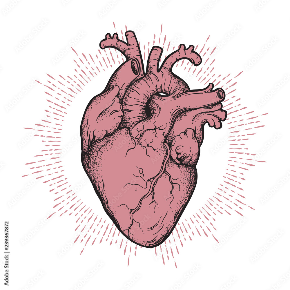 Poster Human heart anatomically correct hand drawn line art and dotwork ...