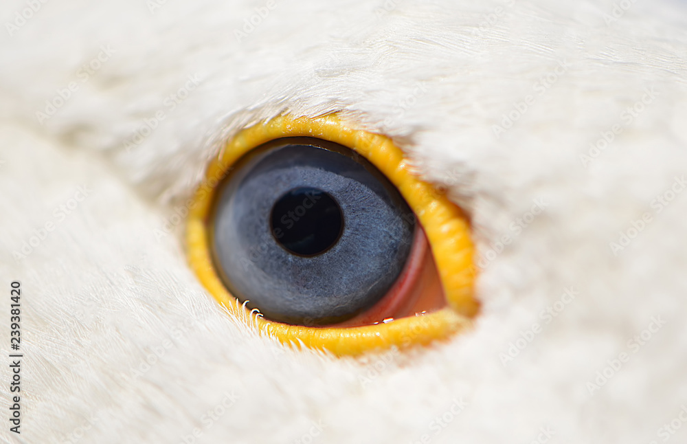 Bird Eye Close Up