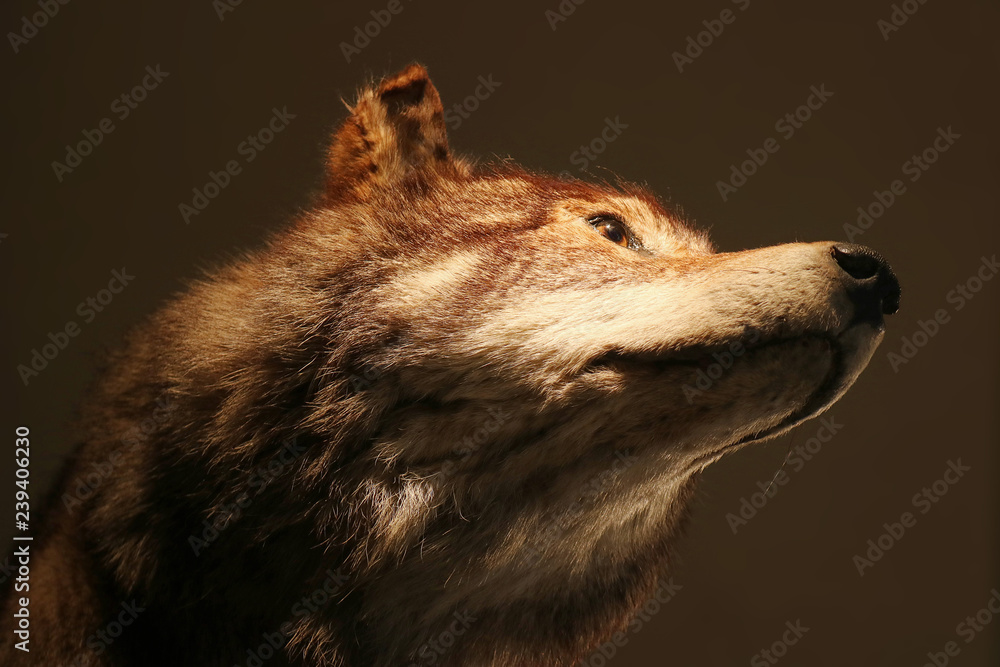 Wolf Head Front View
