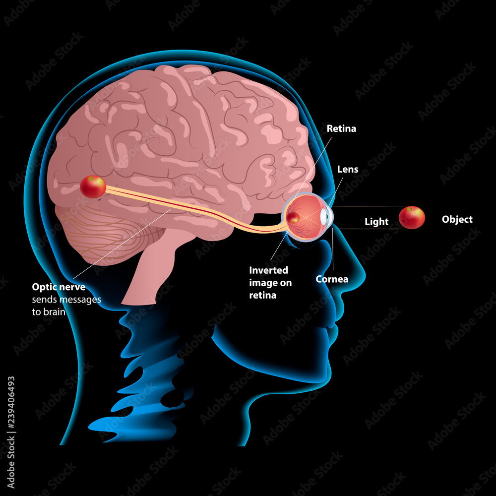 Vision process illustration. Human anatomy. Human organs vector ...