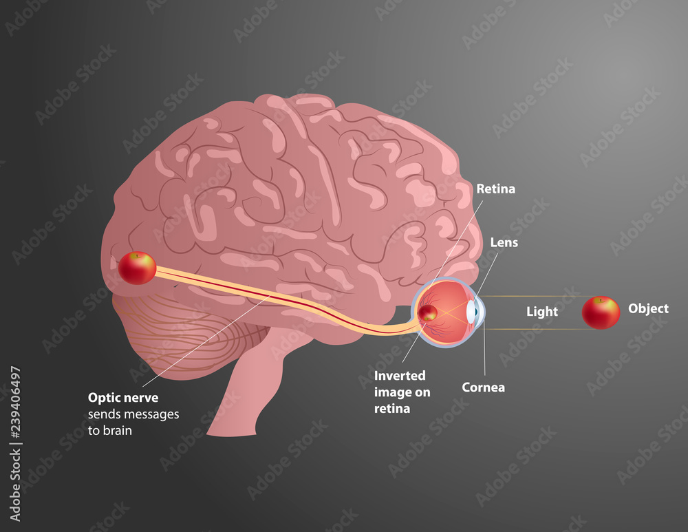 Vision process illustration. Human anatomy. Human organs vector ...