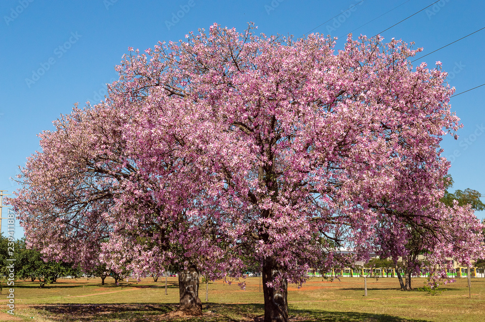 Barriguda or Paineira tree, present in the Brazilian Cerrado with its ...