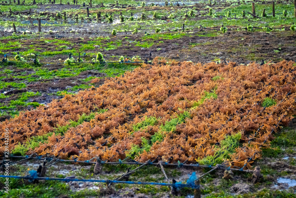 Seaweed Farming on the Balinese Island of Nusa Lembongan Just Off ...