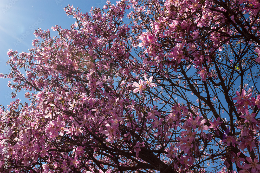 Barriguda or Paineira tree, present in the Brazilian Cerrado with its ...
