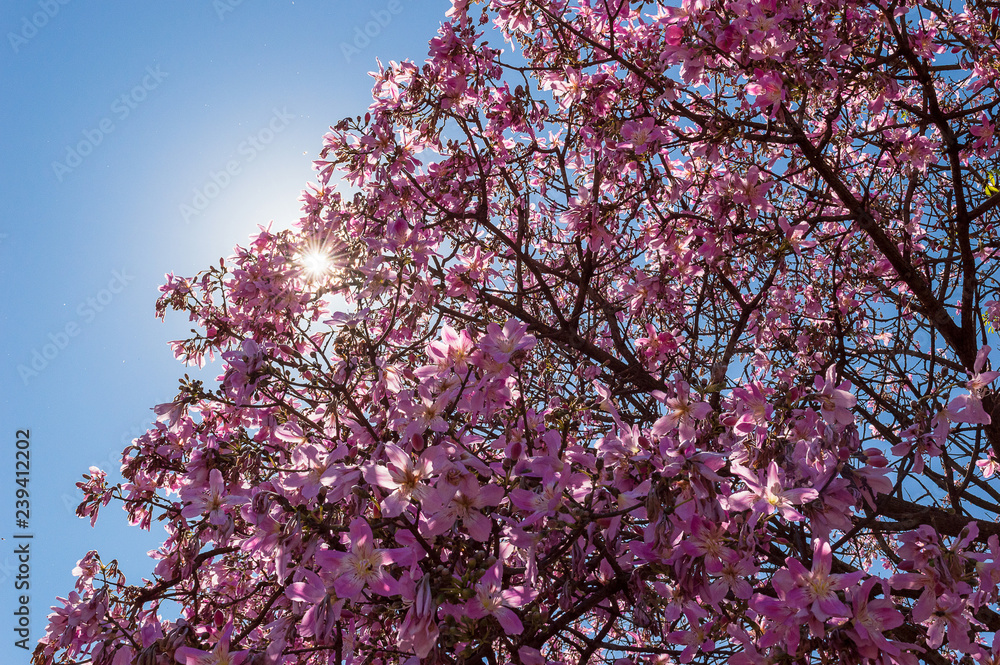 Barriguda or Paineira tree, present in the Brazilian Cerrado with its ...