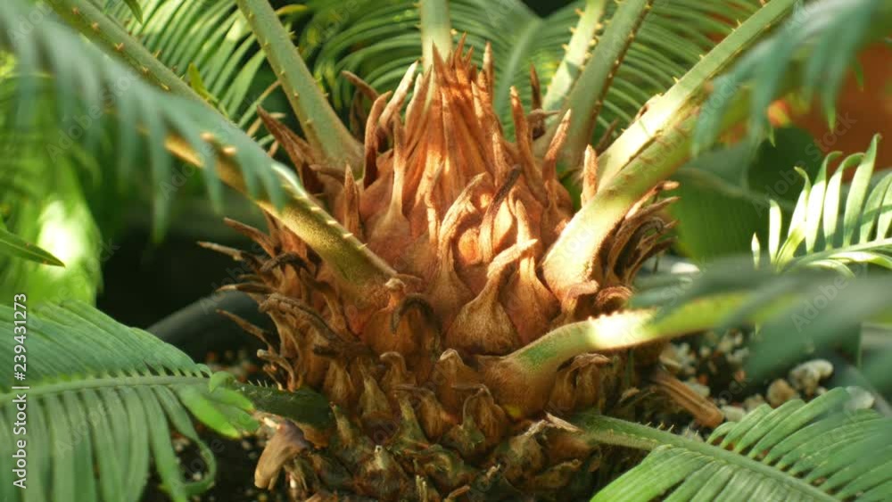 Stockvideon Tropical greenhouse with Cycas and cycads and other plants ...