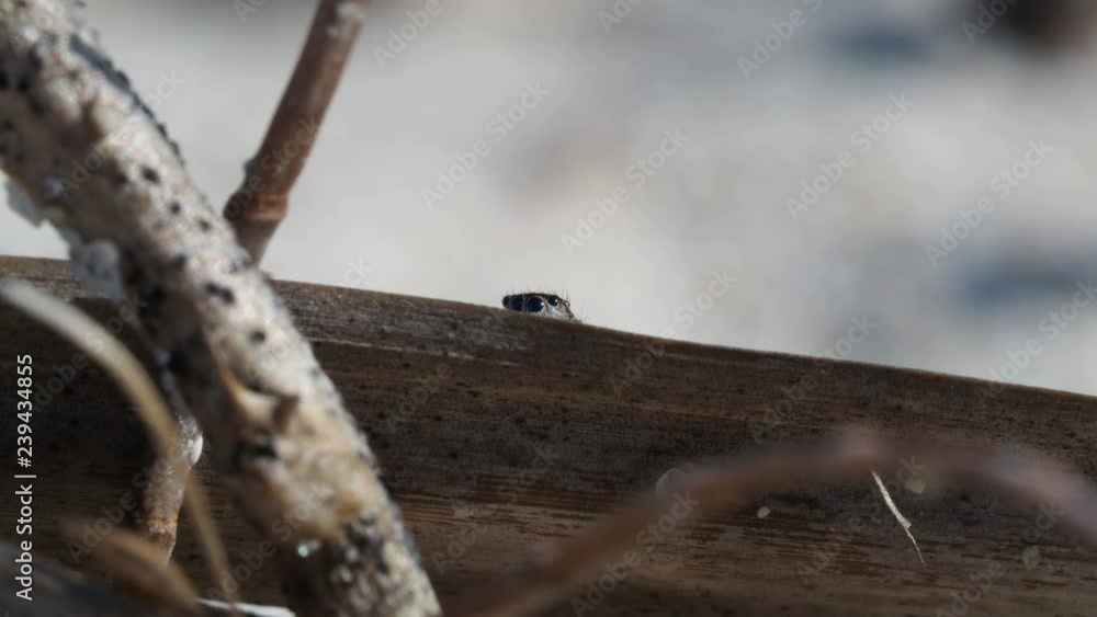 Peacock spider, Male Maratus speculifer. Peeking over vegetation. Eyes ...