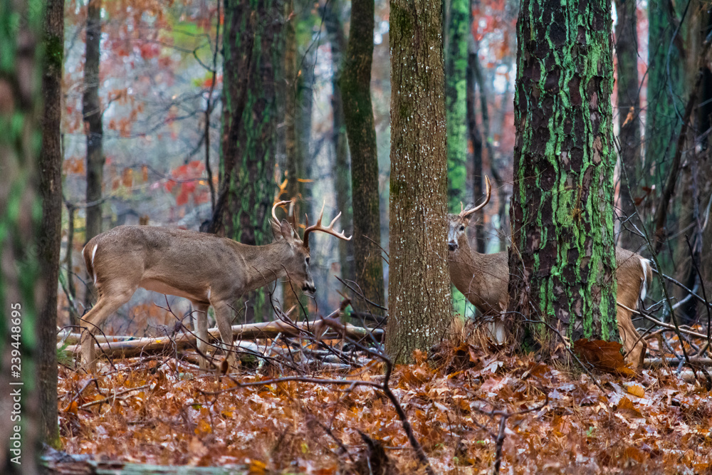 two big bucks ready for a fight to attract does for mating. Stock Photo ...