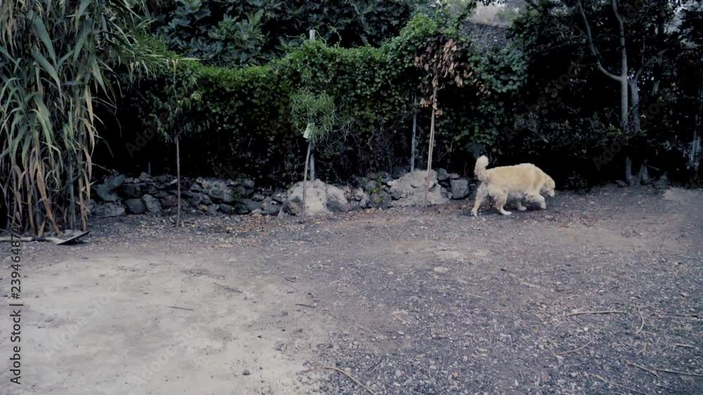 Walking up a tree lined narrow path and up stone steps into a gravel ...