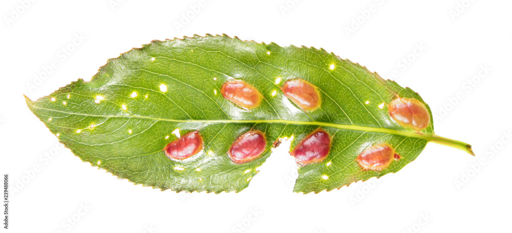 Red galls of Willow bean-gall sawfly or Euura proxima (syn. Pontania ...