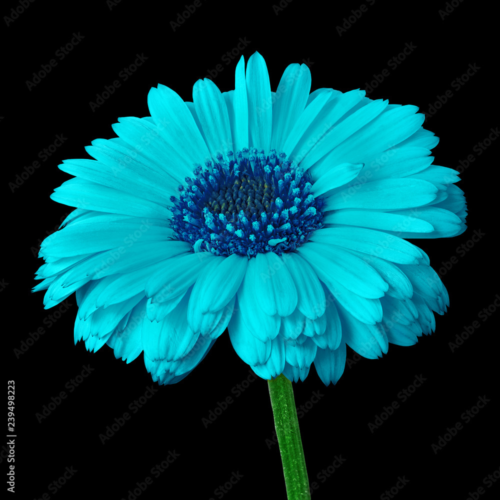 Cyan Color Flower Background