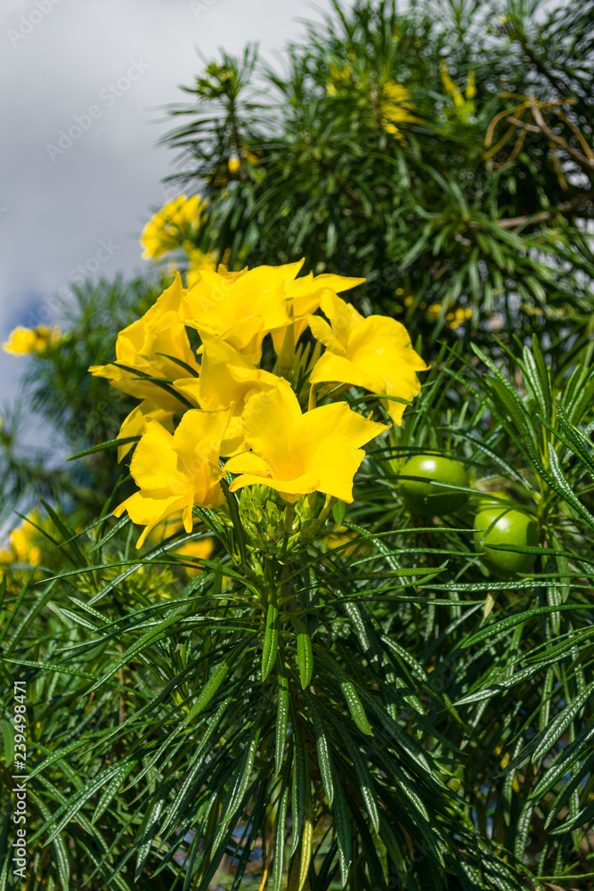 Thevetia Peruviana Fruit