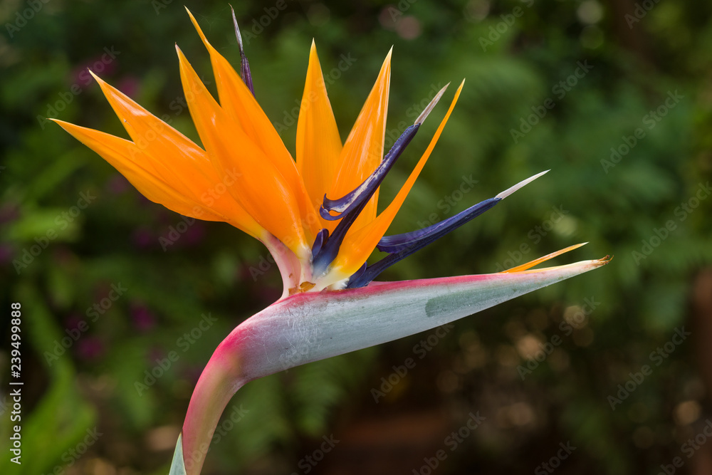 Bird of paradise flower (Strelitzia reginae) in full bloom with orange ...