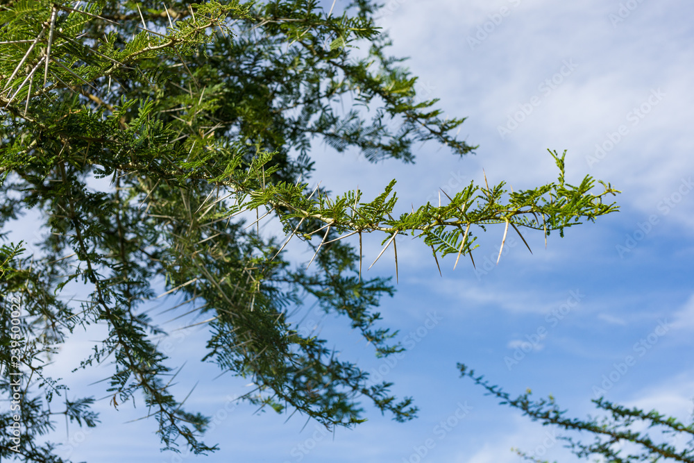Detail of Acacia seyal tree branch with thorns and leaves, Western ...