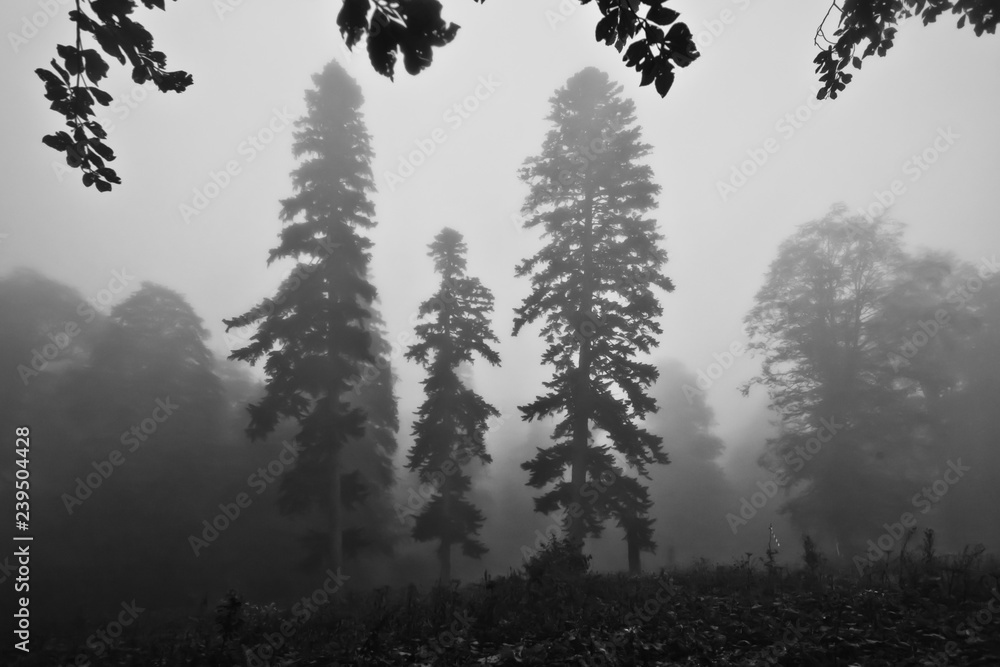 three spruce trees. in the fog. Misty forest in the legendary ancient ...