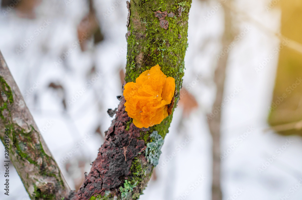Orange mushroom species Tremella mesenterica on a dry branch of a tree ...
