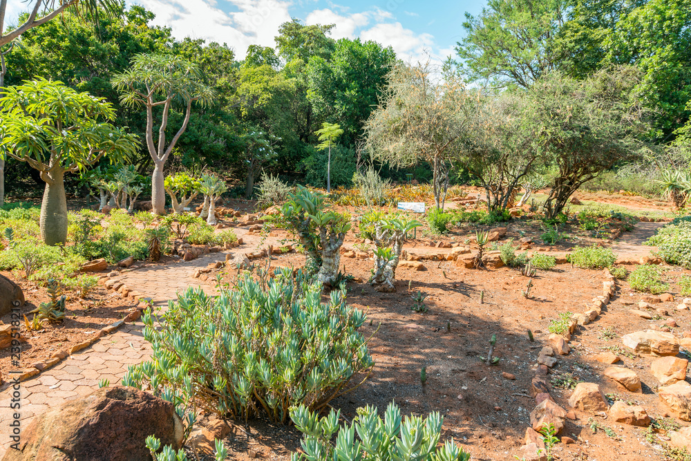 National Botanical garden in Pretoria, South Africa. Plants from all ...