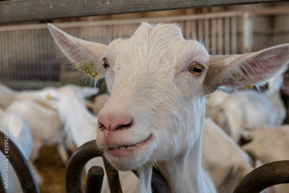 Tête de chèvre blanche en élevage, face, portrait, intèrieur Stock ...
