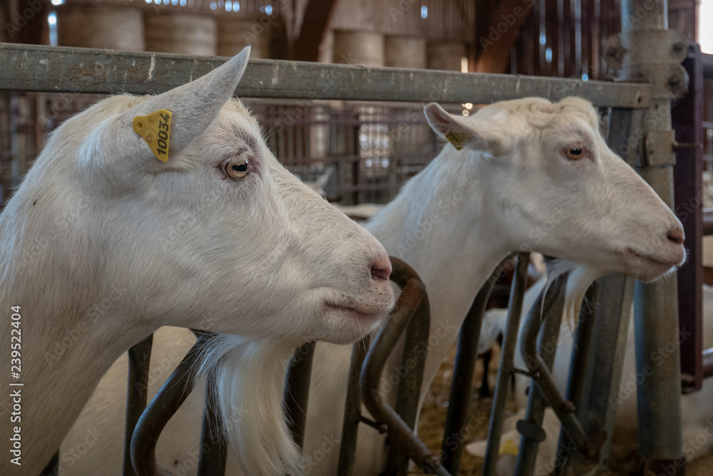 Deux têtes de chèvres blanches en élevage, profil, intérieur Stock ...
