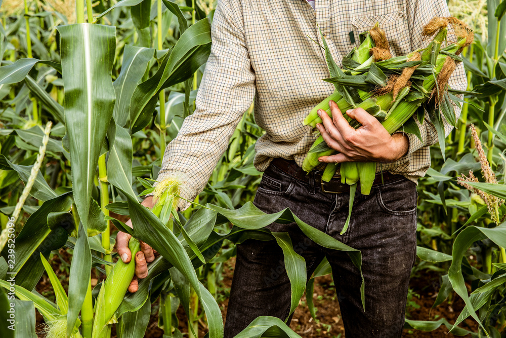 Midsection of farmer harvesting maize cobs in corn field Stock Photo ...