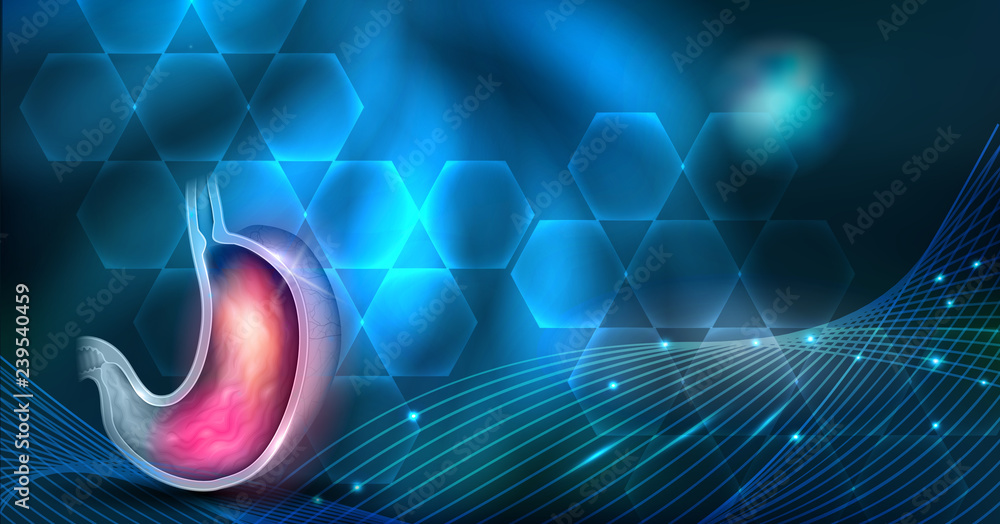 Stomach anatomy cross section beautiful design glowing dark blue ...
