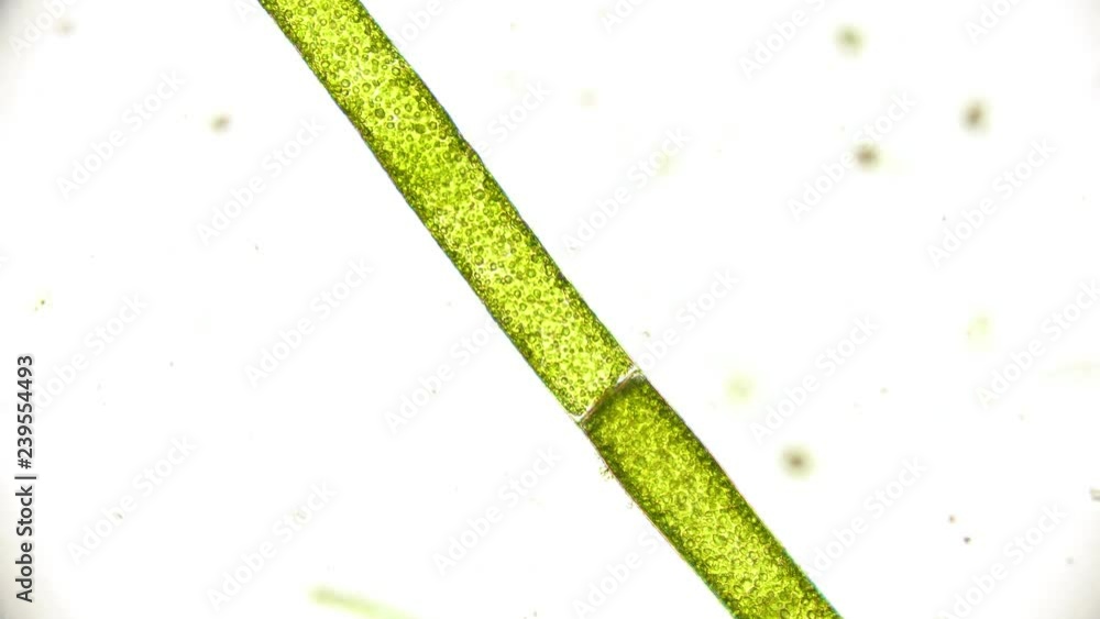 movement of clorophyl in cloroplasts inside an algae under microscope ...