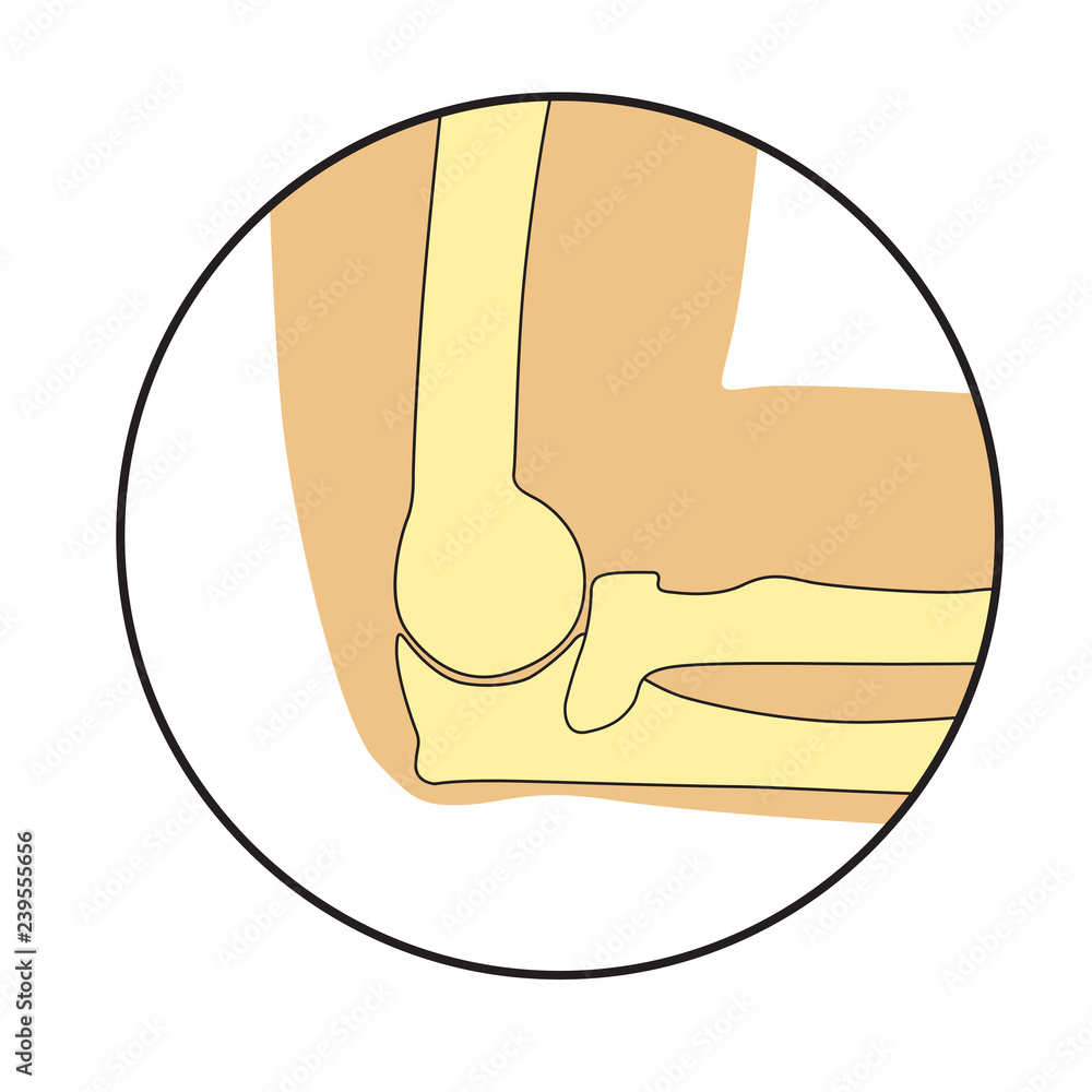 Vector illustration of human cubit skeletal anatomy Stock Vector ...