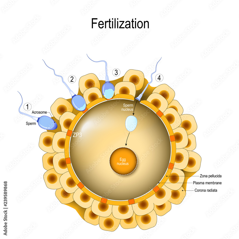 Fertilization Sperm Contacts The Surface Of An Egg Stock Vektorgrafik