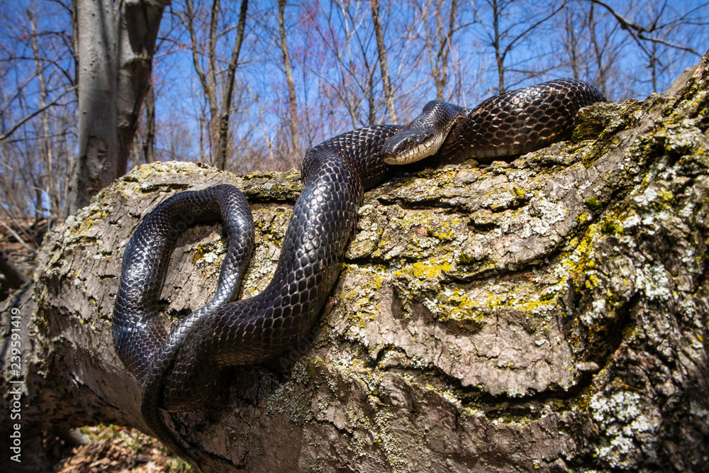 Eastern rat snake basking on a tree branch - Pantherophis ...